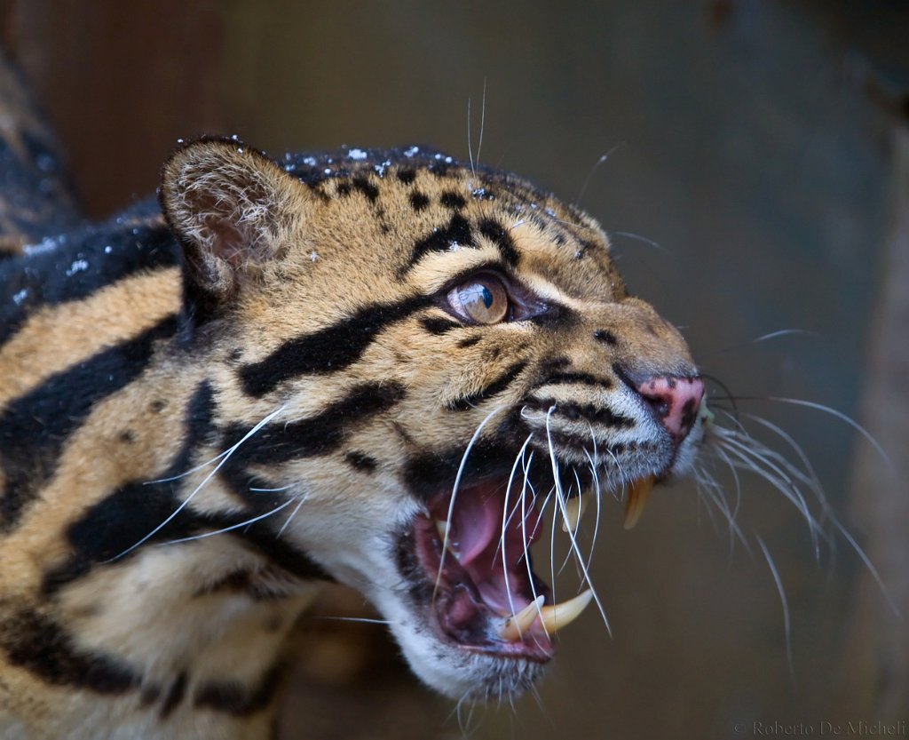 angry leopard cat