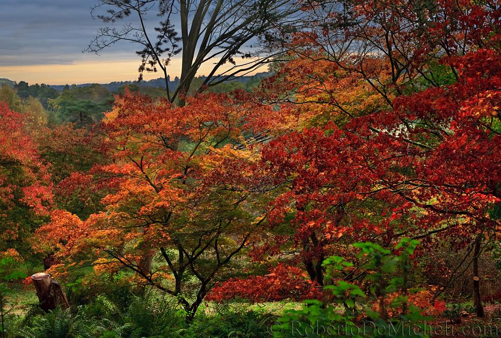 AC13 - Fall Colours - Surrey - UK slides/IMG_2786.jpg