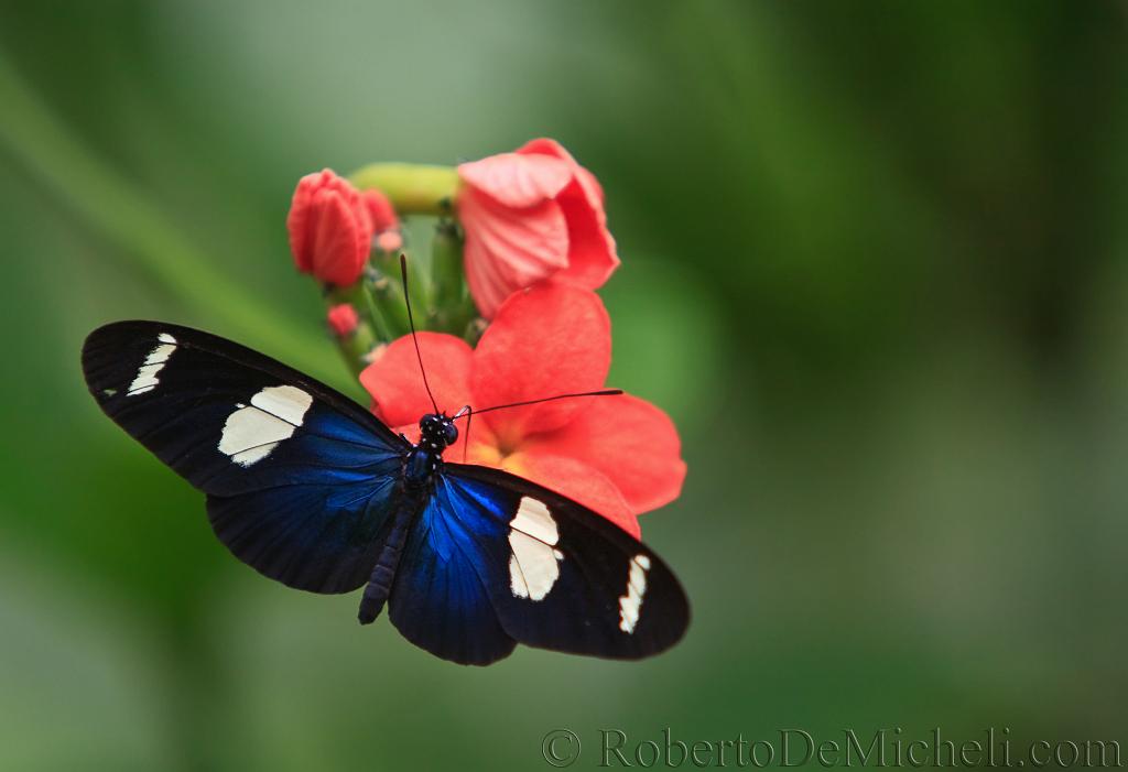 Photo Album - HTML Version of robertodemicheli.com