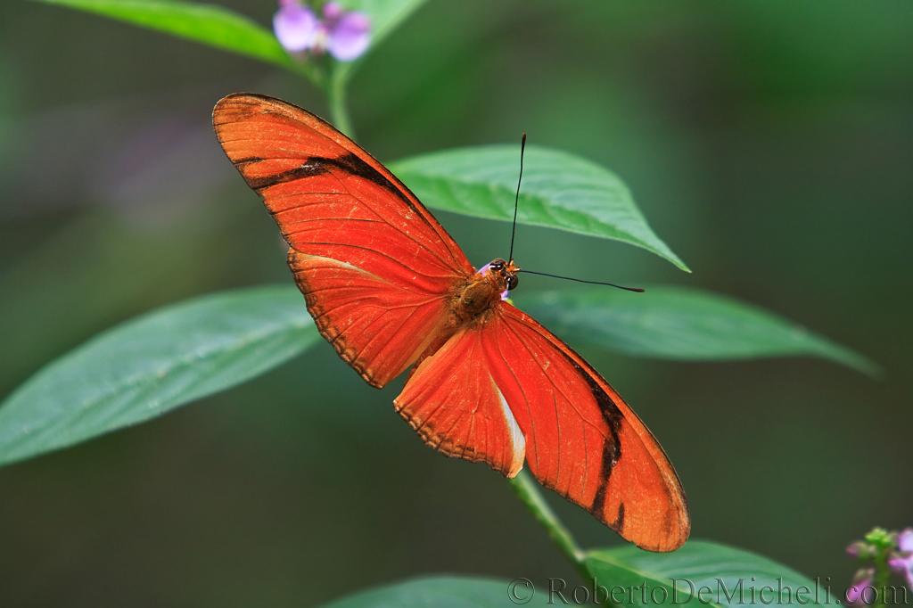 Photo Album - HTML Version of robertodemicheli.com