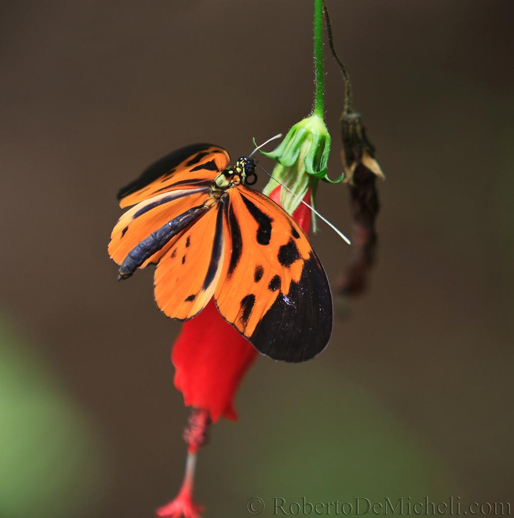 Photo Album - HTML Version of robertodemicheli.com