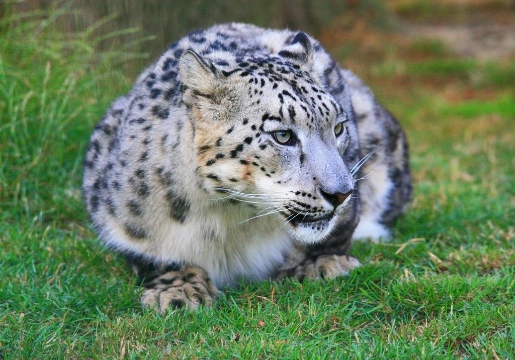 WBCW21 - Snow Leopard slides/IMG_7521.jpg