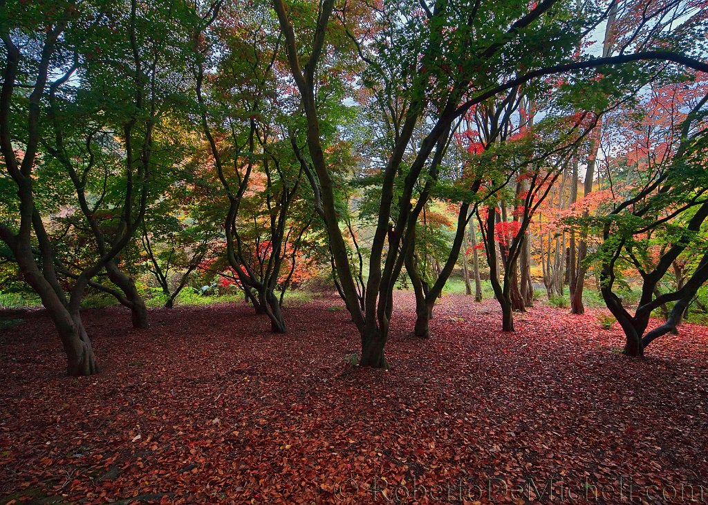 AC8 - Fall Colours - Surrey - UK slides/IMG_2710.jpg