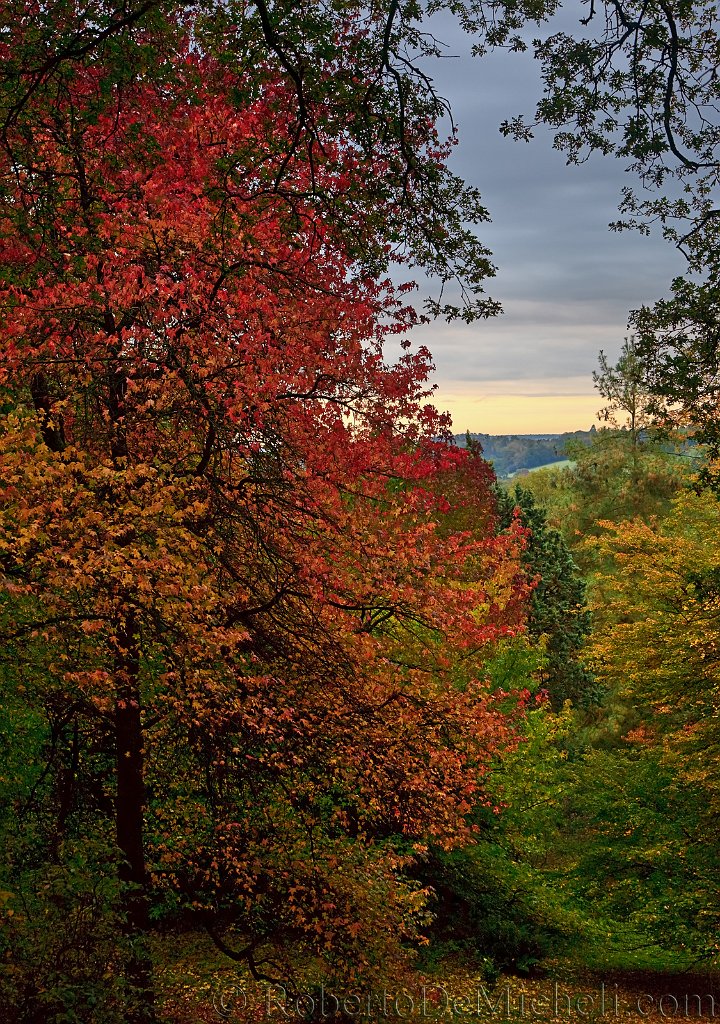AC14 - Fall Colours - Surrey - UK slides/IMG_2790_1.jpg