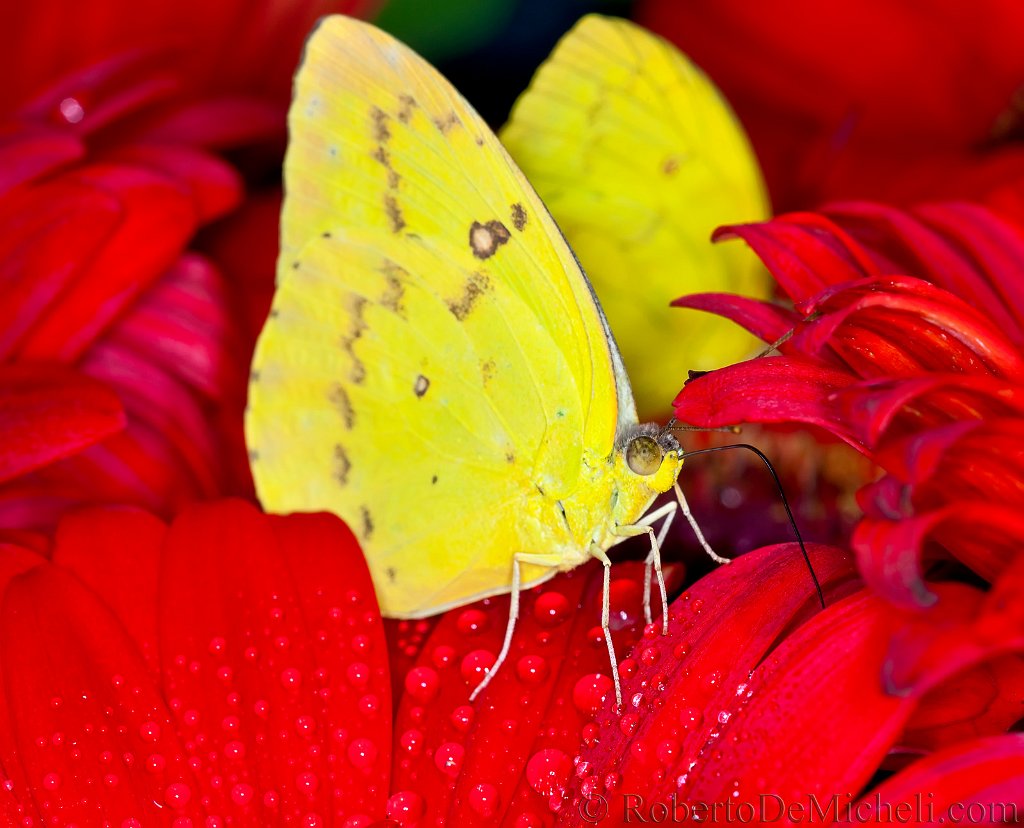 SEAS13 - Little Yellow Butterfly (Pyrisitia lisa) - Singapore Airport ...