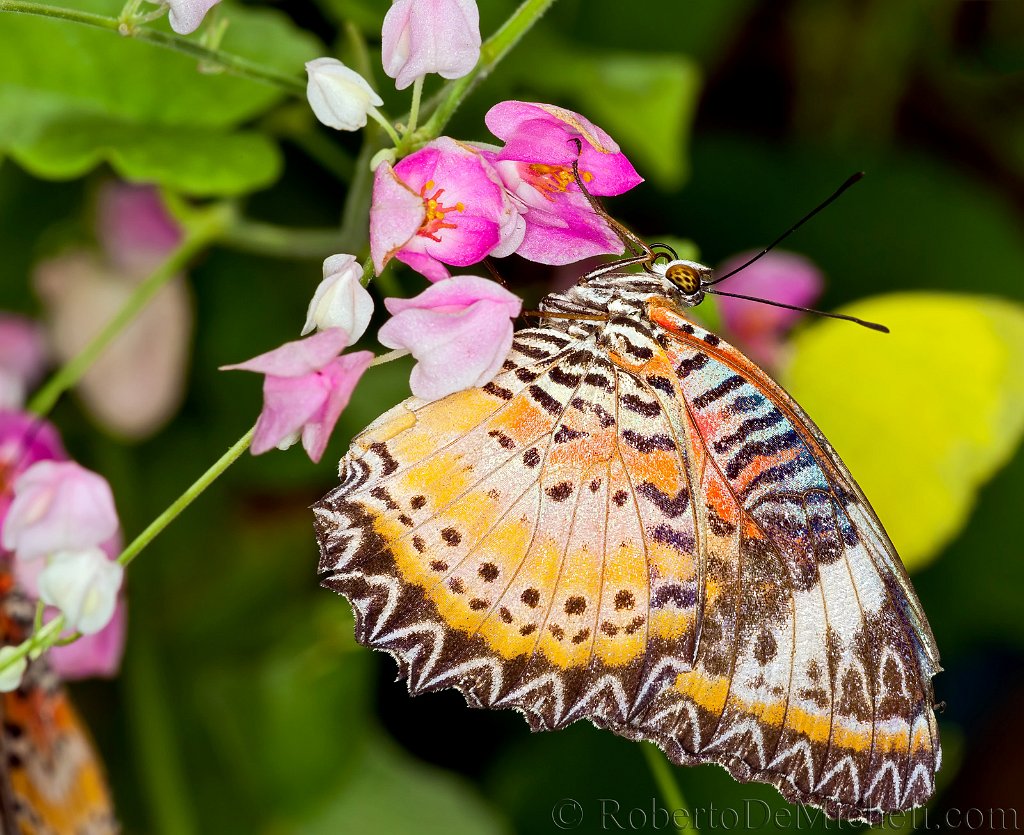 Photo Album - Plain HTML Version of FotoSlides