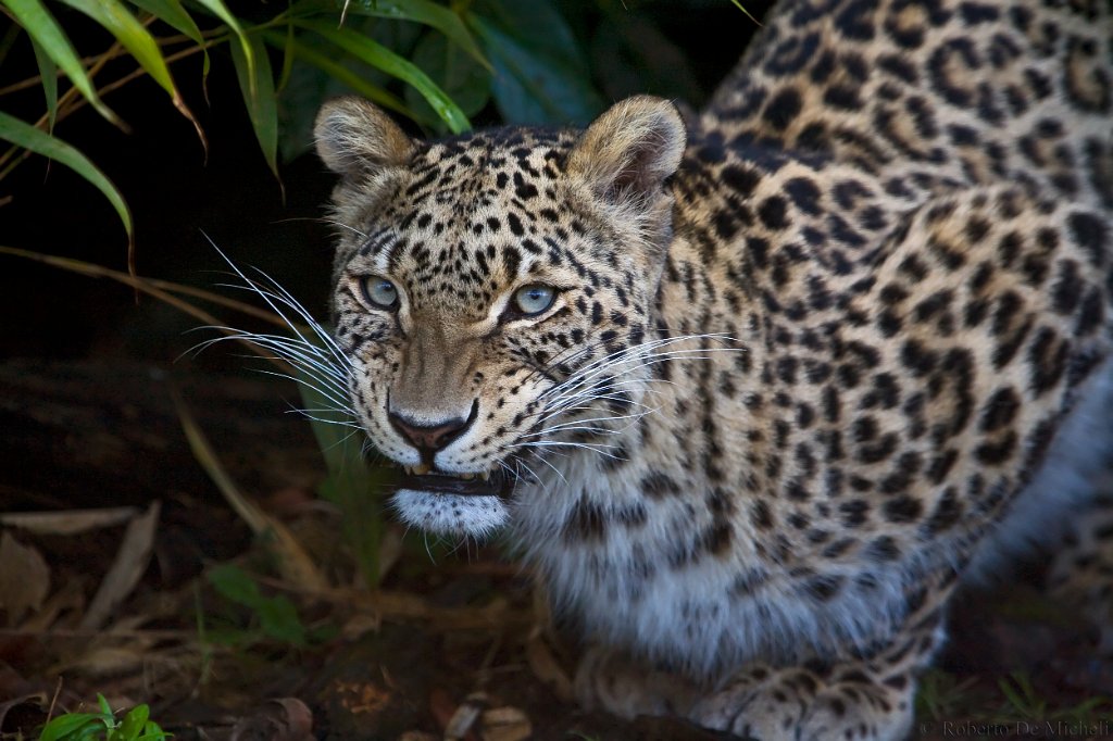 Photo Album - Plain HTML Version of FotoSlides