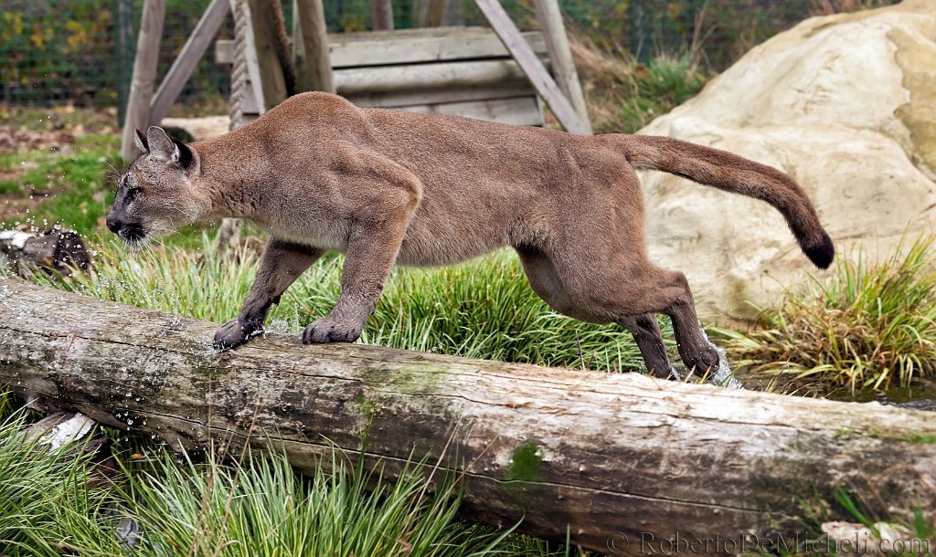 Puma Animal Jumping