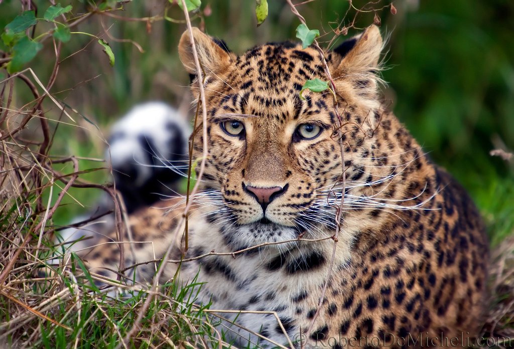 Photo Album - Plain HTML Version of FotoSlides