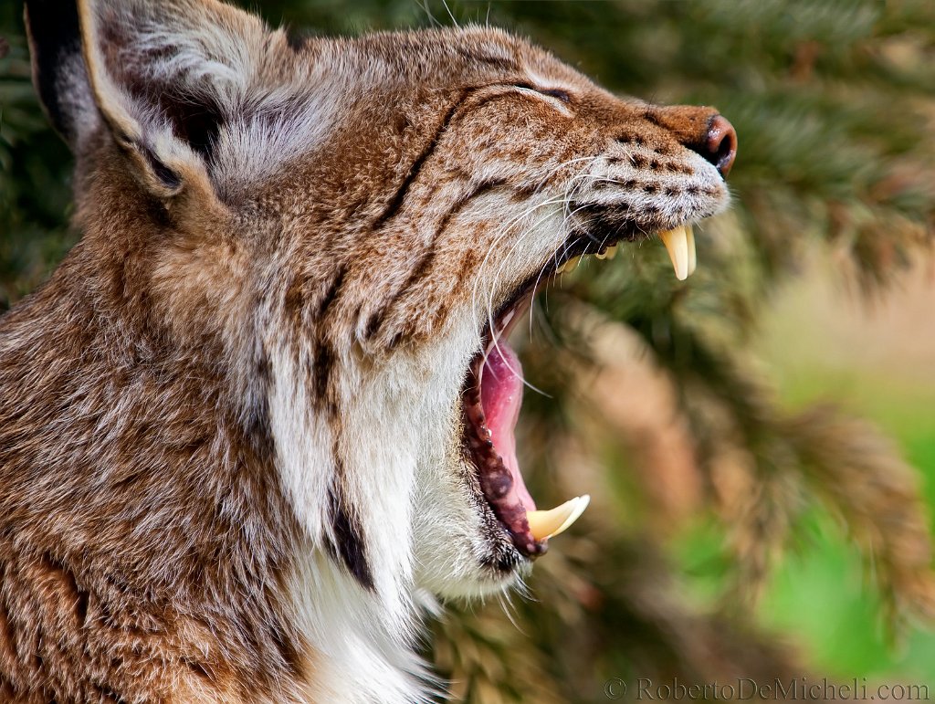 Photo Album - Plain HTML Version of FotoSlides