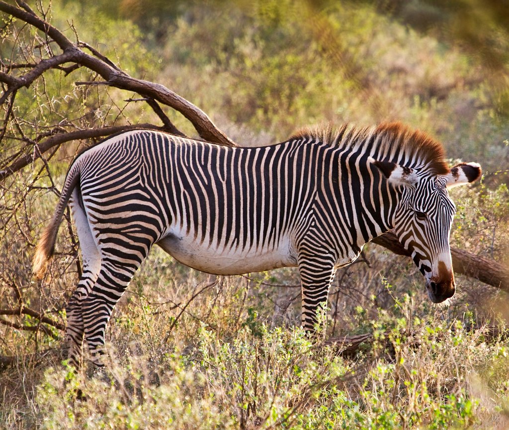 Photo Album - Plain HTML Version of FotoSlides